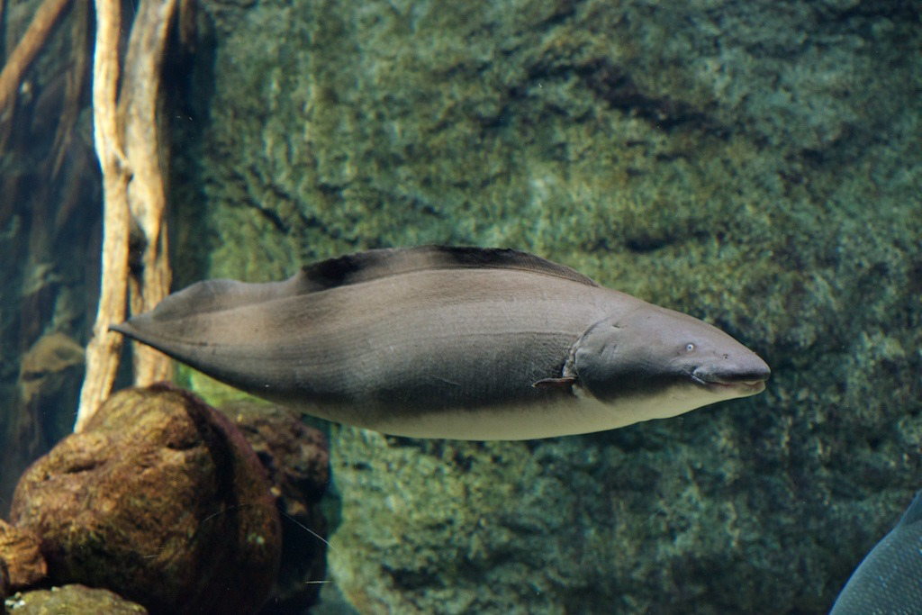 Нильский гимнарх купить Gymnarchus niloticus, Aba Aba - Marlin Aquarium